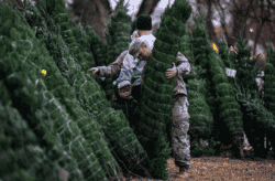 2024 Trees for Troops military base locations have been announced! - Military Discounts, Jobs ...